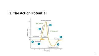 introduction to ions in the body, electrophysiology | PPT
