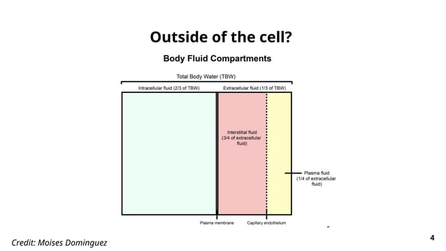 introduction to ions in the body, electrophysiology | PPT