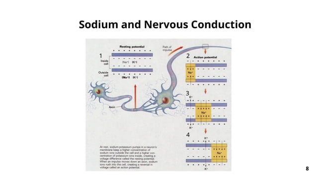 introduction to ions in the body, electrophysiology | PPT
