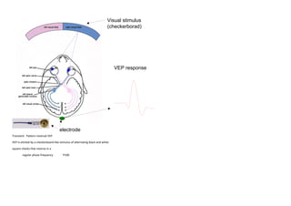 electrophysiology-2936-2936.docx