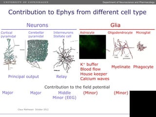 Electrophysiology in vivo | PPT
