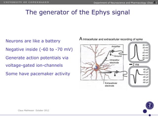 Electrophysiology in vivo | PPT