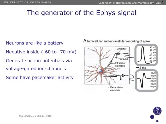 Electrophysiology in vivo | PPT