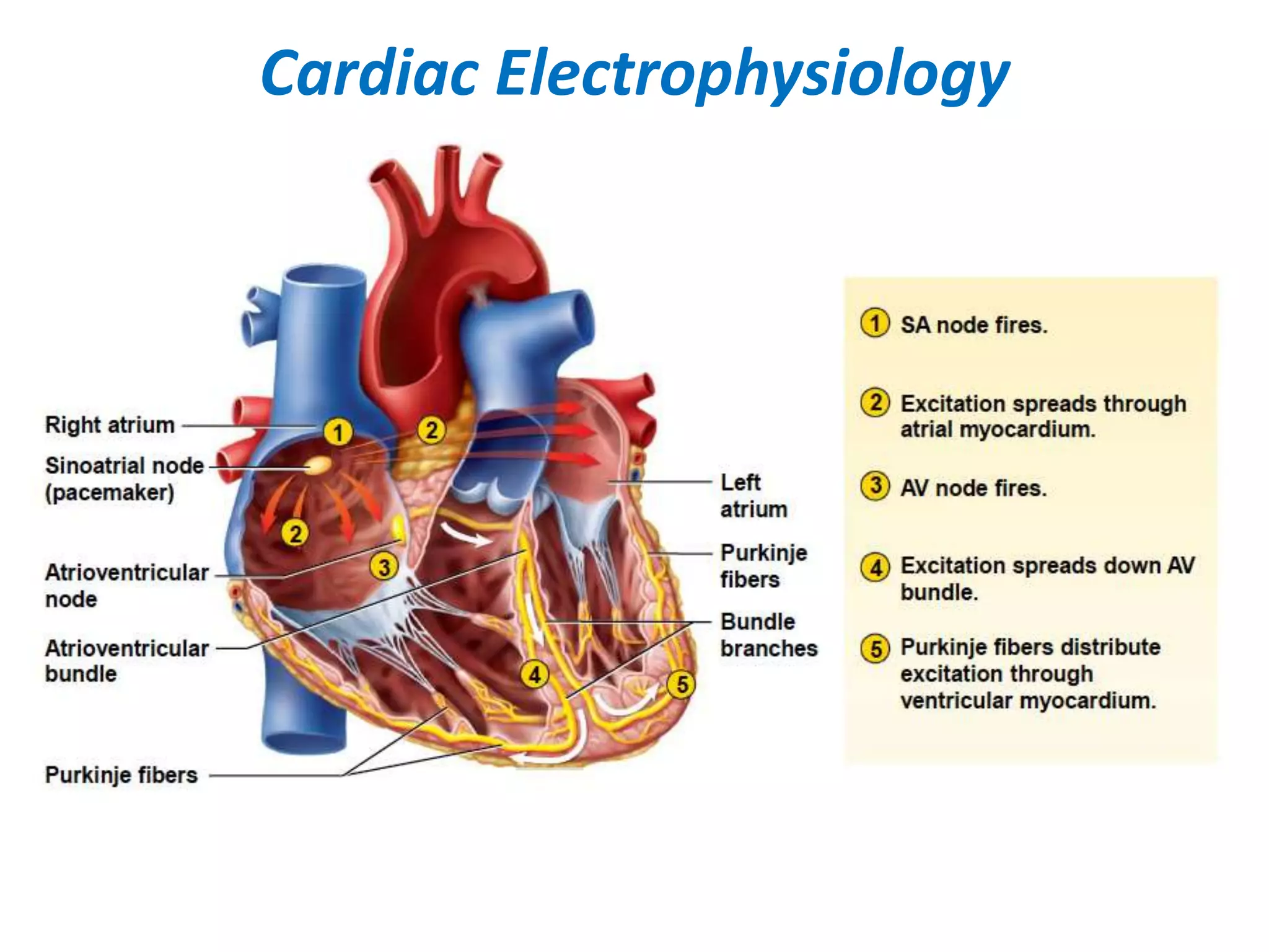 Electrophysiology of cardiac muscle | PPTX