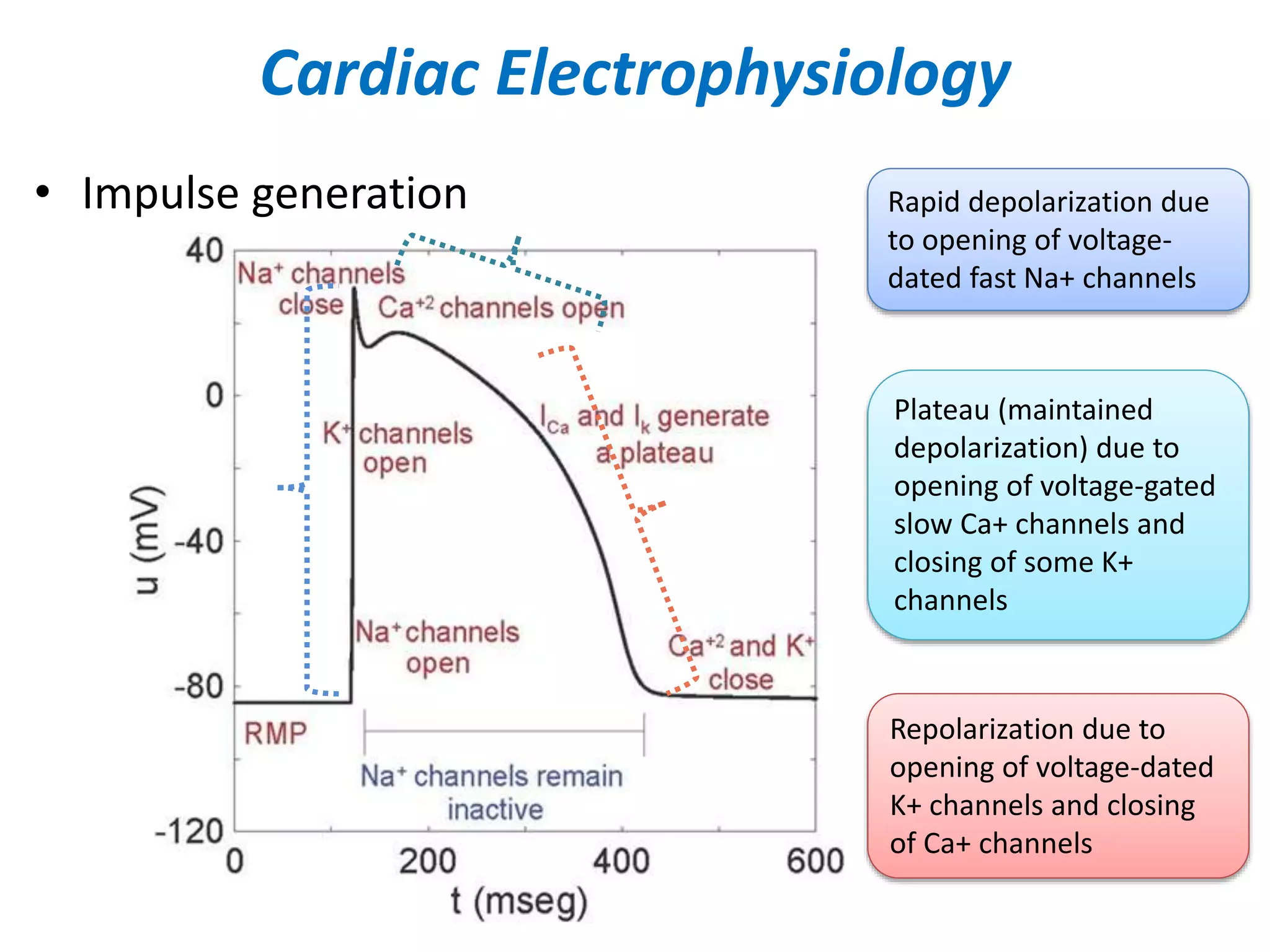 Electrophysiology of cardiac muscle | PPTX