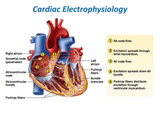 Electrophysiology of cardiac muscle | PPTX