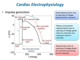 Electrophysiology of cardiac muscle | PPTX