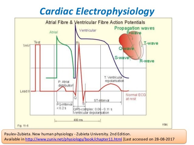 For Reference Memorial Cardiac Electrophysiology