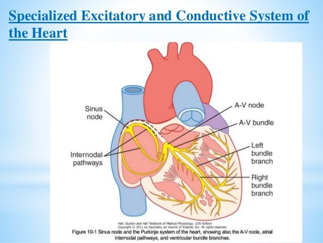 Electrophysiology of heart