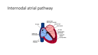 Electrophysiology of heart PHYSIOLOGY REVISION NOTES | PDF
