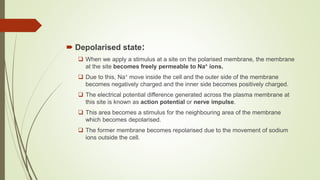 Electrophysiology of Neuromuscular Transmission | PPT