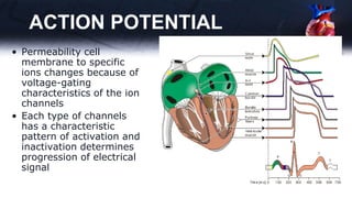 Electrophysiology of The Heart(1) (1)..pdf