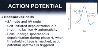 Electrophysiology of The Heart(1) (1)..pdf