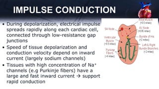 Electrophysiology of The Heart(1) (1)..pdf