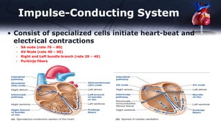 Electrophysiology of The Heart(1) (1)..pdf