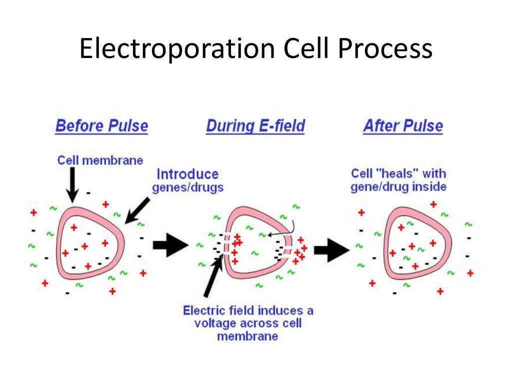 Electroporation