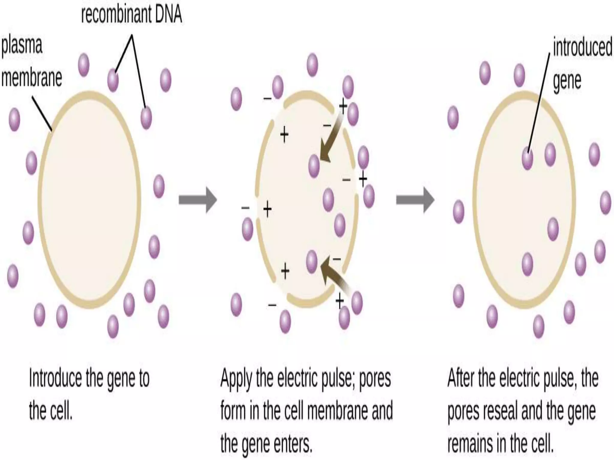 Electroporation | PPTX | Chemistry | Science