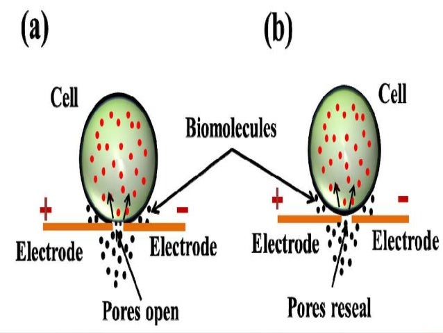 Electroporation
