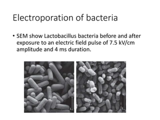 Electroporation | PPTX