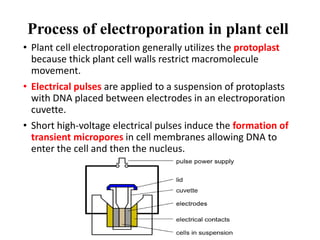 Electroporation | PPTX | Biological Sciences | Science