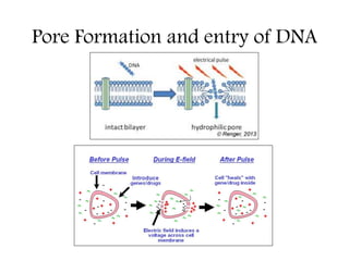 Electroporation | PPTX