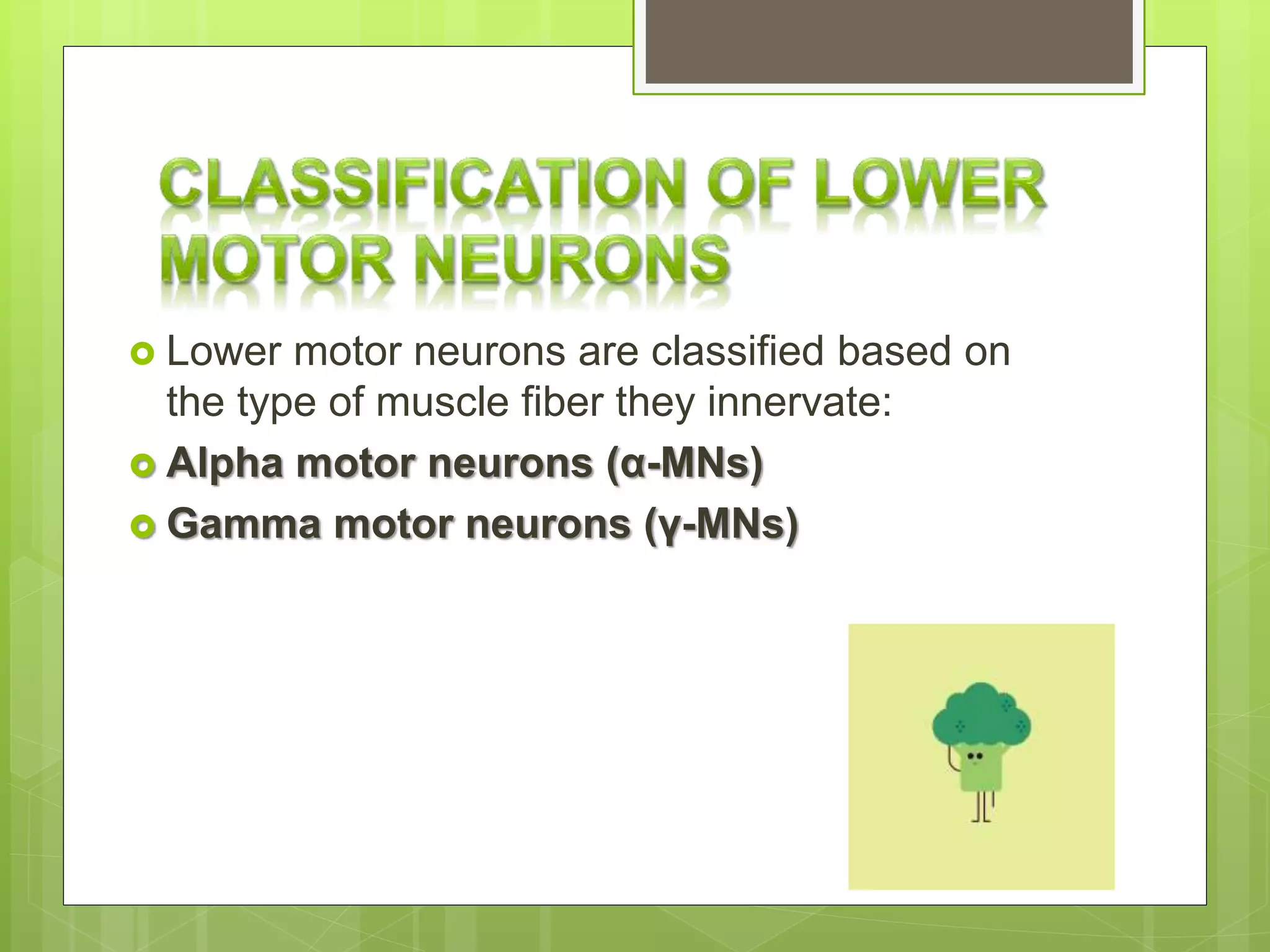 lower motor neuron lesion (LMNL) | PPTX