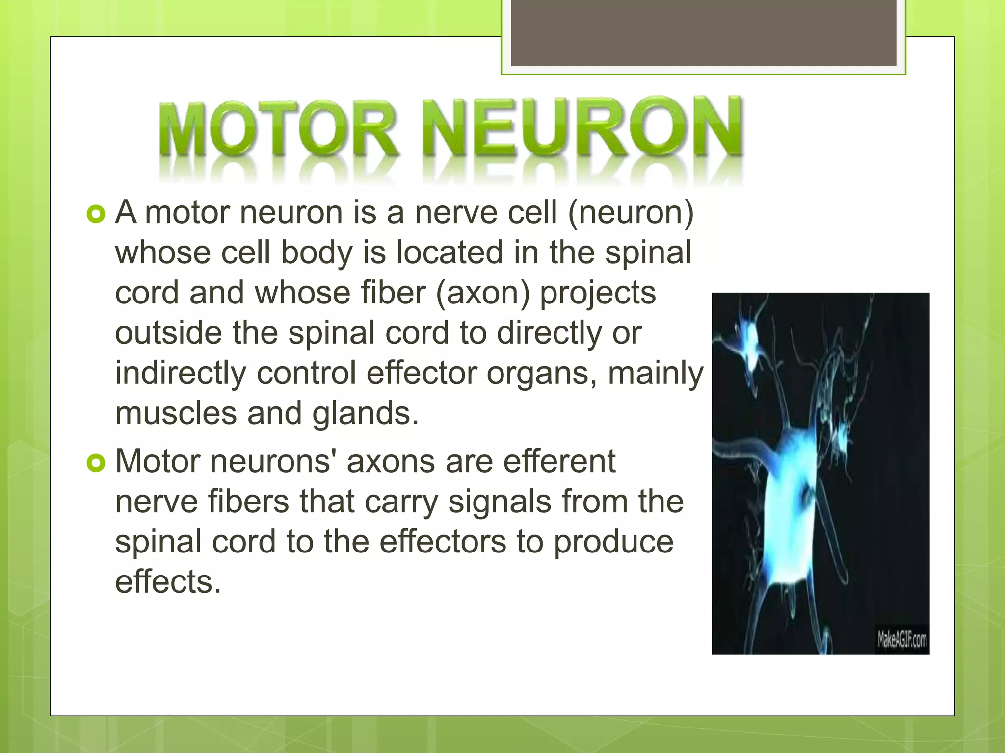 lower motor neuron lesion (LMNL) | PPTX