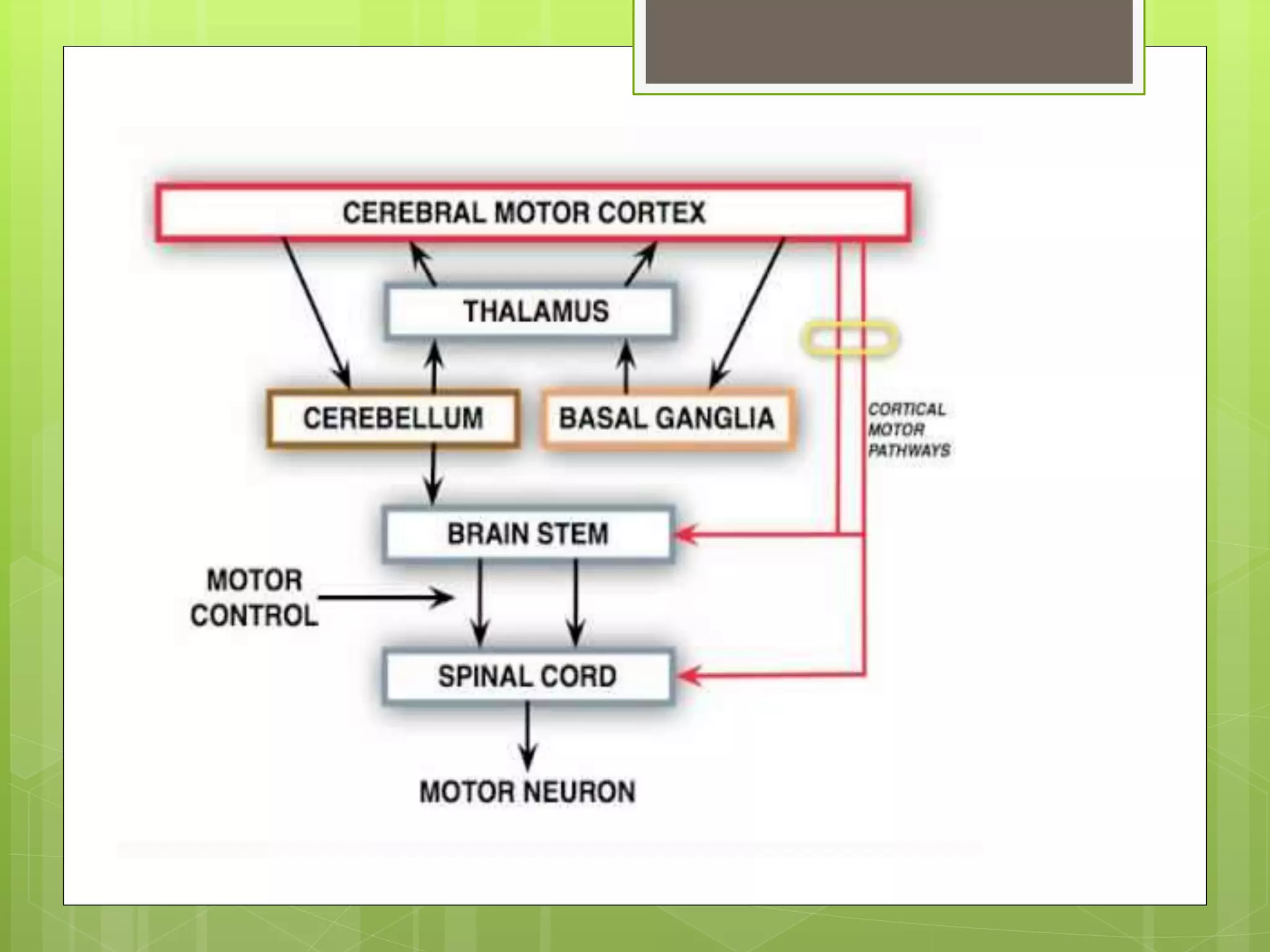 lower motor neuron lesion (LMNL) | PPTX