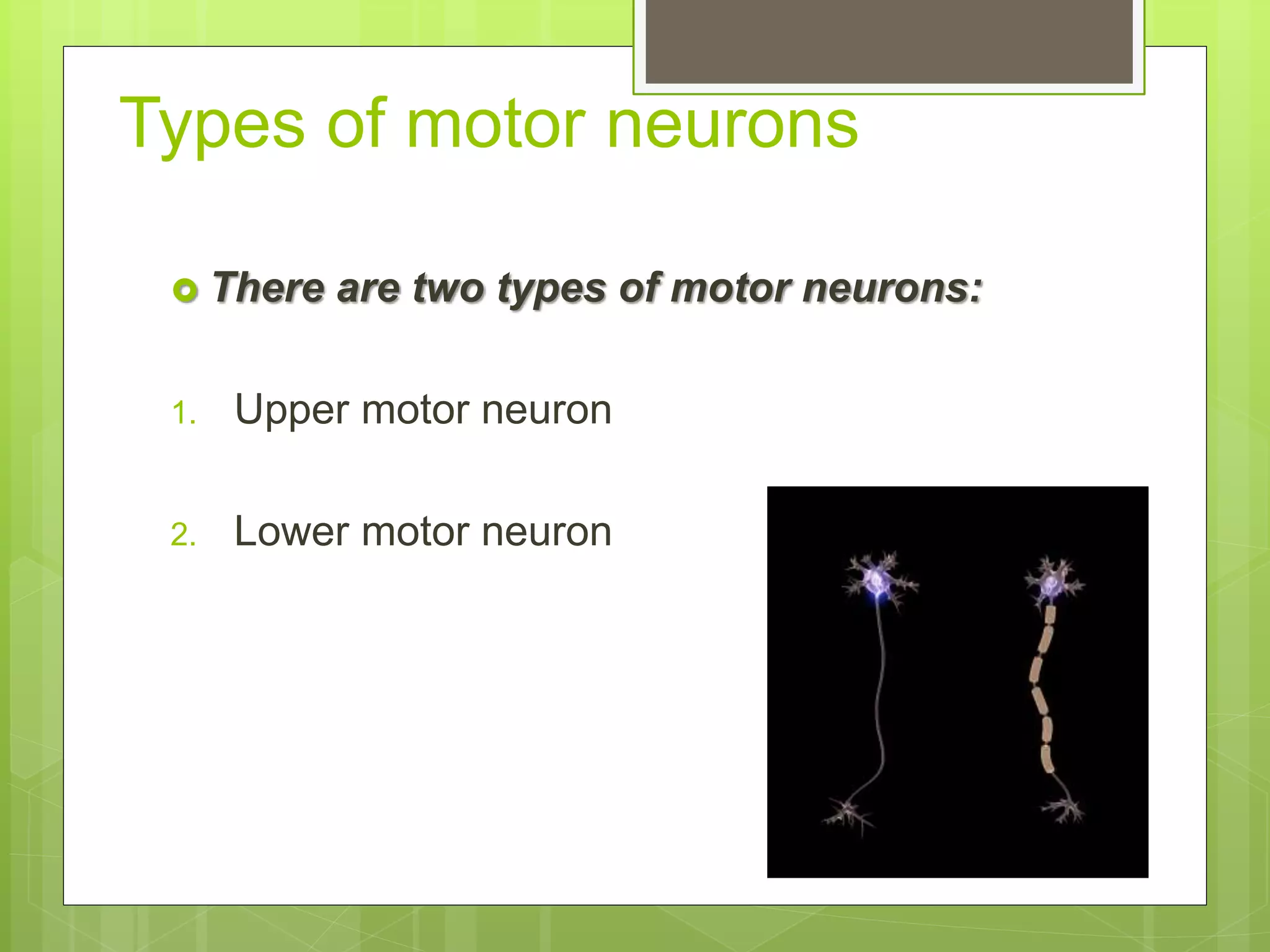 lower motor neuron lesion (LMNL) | PPTX