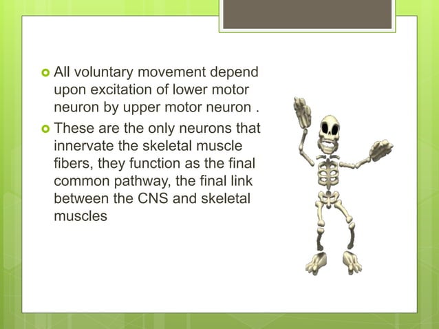 Lower Motor Neuron Lesion Lmnl Ppt
