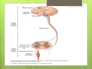 lower motor neuron lesion (LMNL) | PPTX