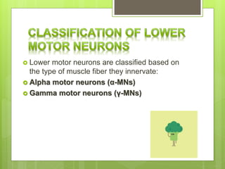 lower motor neuron lesion (LMNL) | PPTX