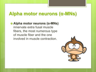 lower motor neuron lesion (LMNL) | PPTX