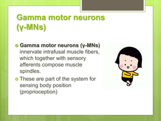 lower motor neuron lesion (LMNL) | PPTX