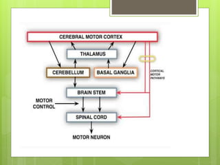 lower motor neuron lesion (LMNL) | PPTX