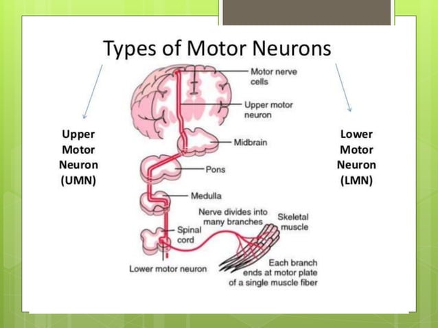 lower motor neuron lesion (LMNL) | PPTX