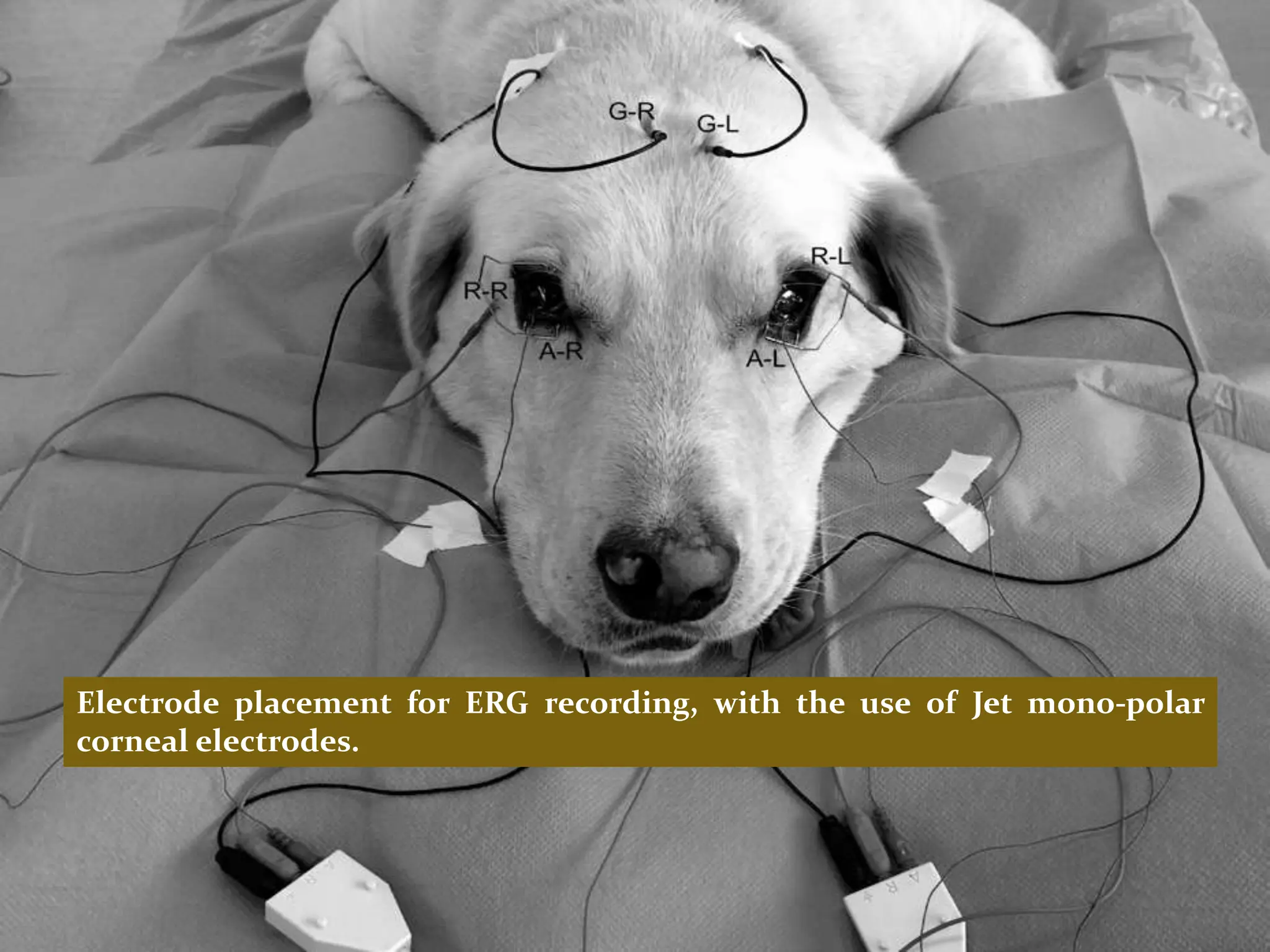 ELECTRORETINOGRAPHY (in veterinary).pptx