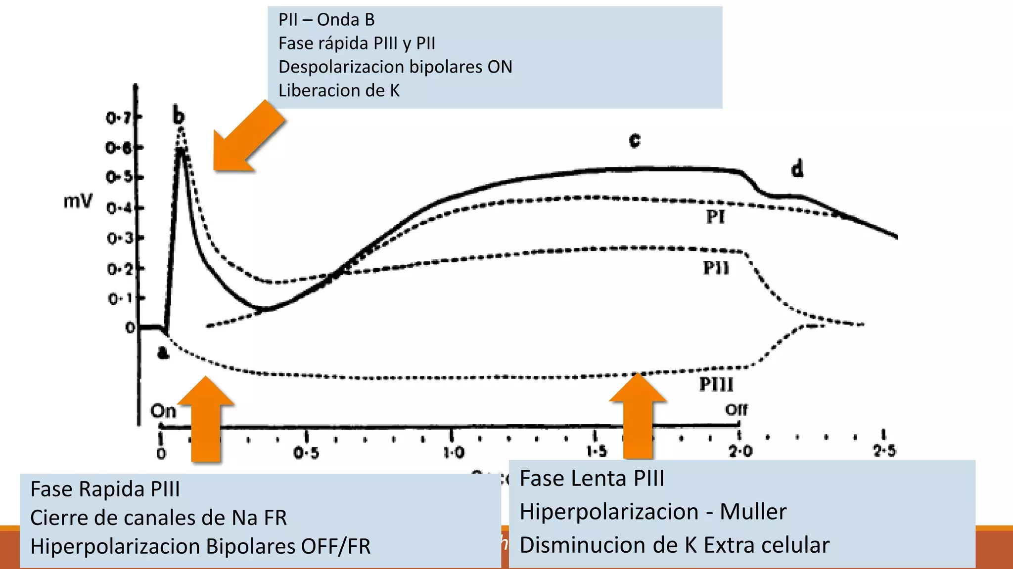 Electrofisiologia de la vision: Electrorretinograma (ERG) y ...