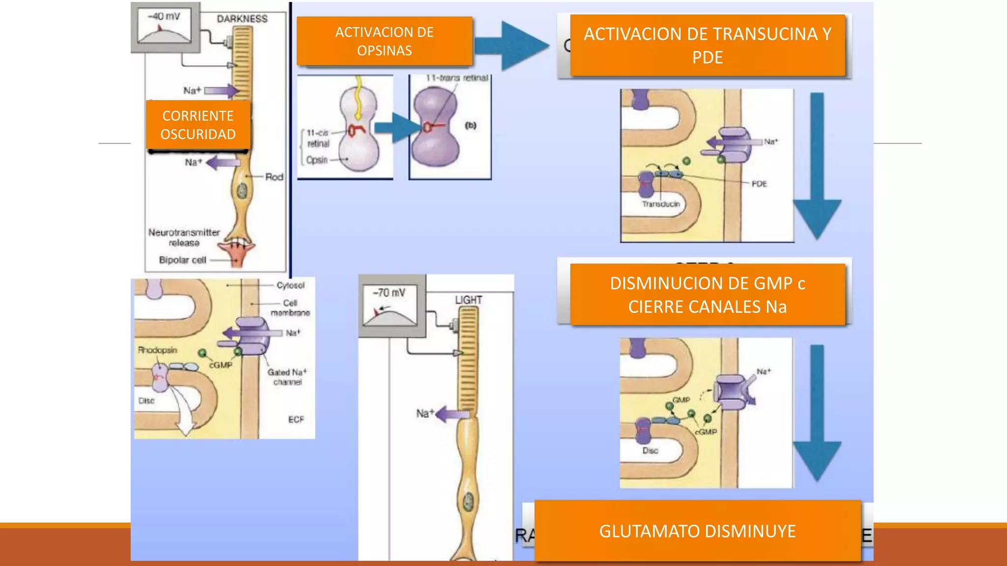 Electrofisiologia de la vision: Electrorretinograma (ERG) y ...