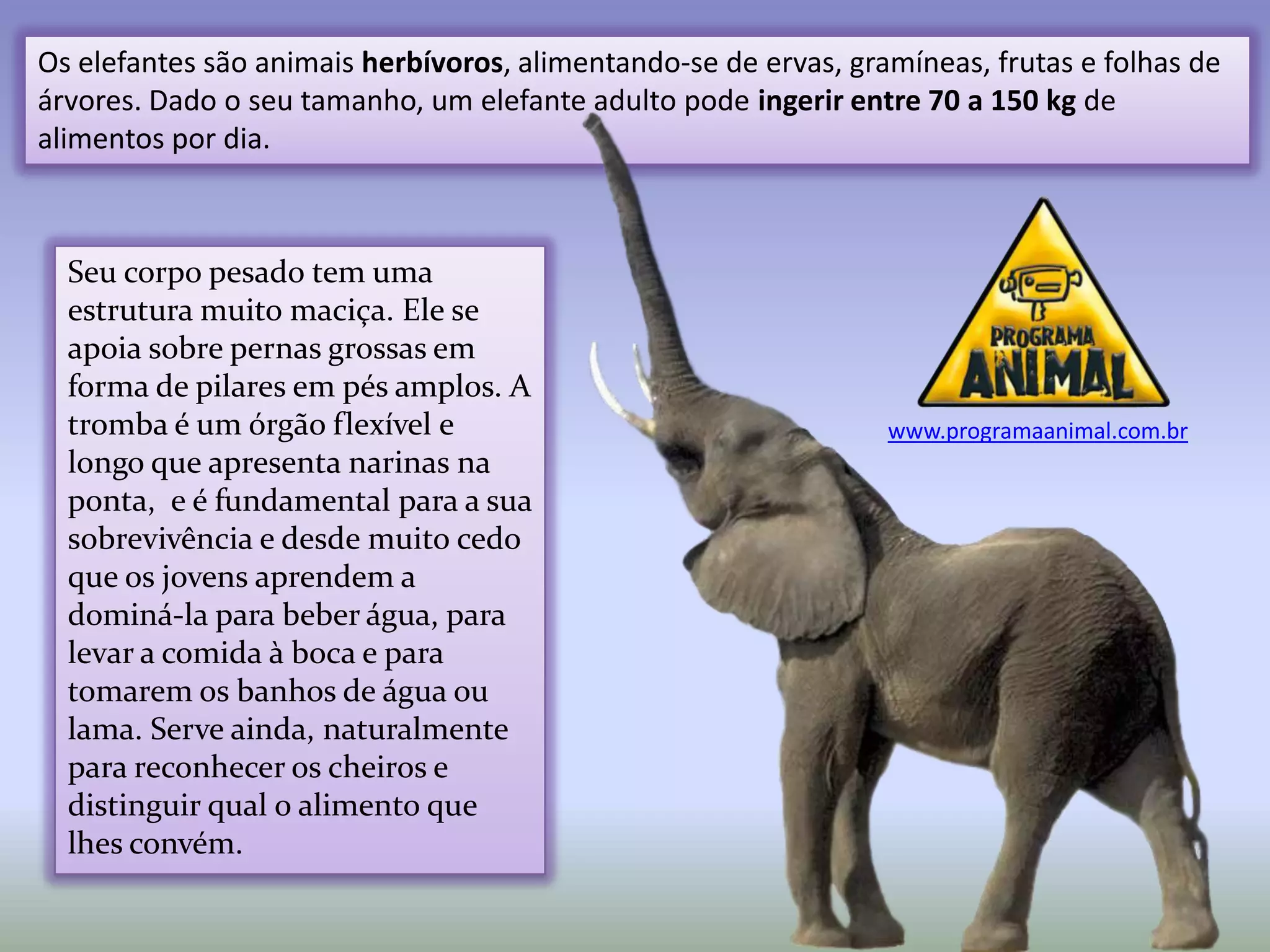 Programa Animal - Elefantes | PPTX