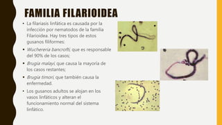 Elefantiasis- Marcelo Cevallos UCE | PPTX