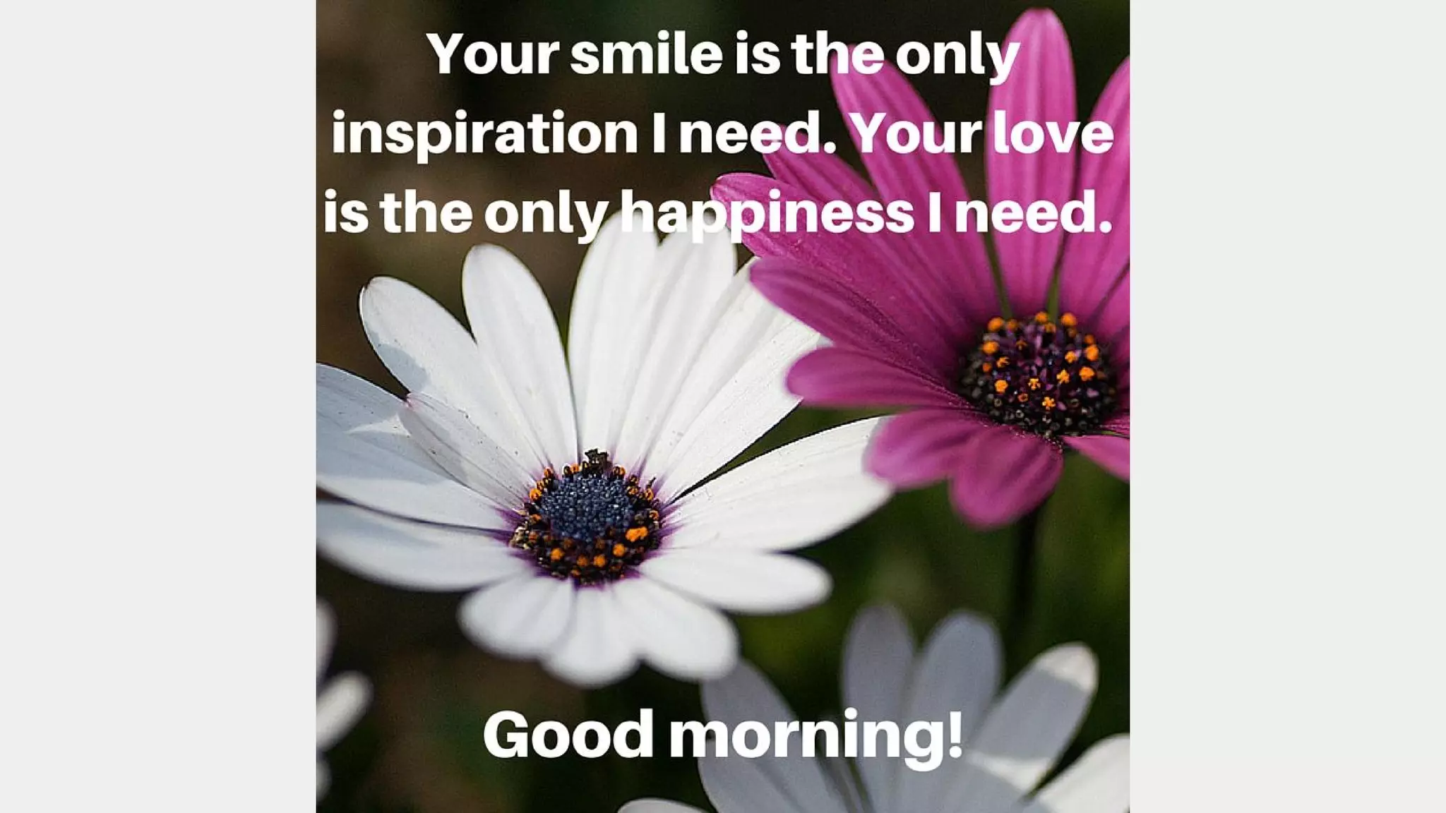 Elegant good morning quotes for her | PDF