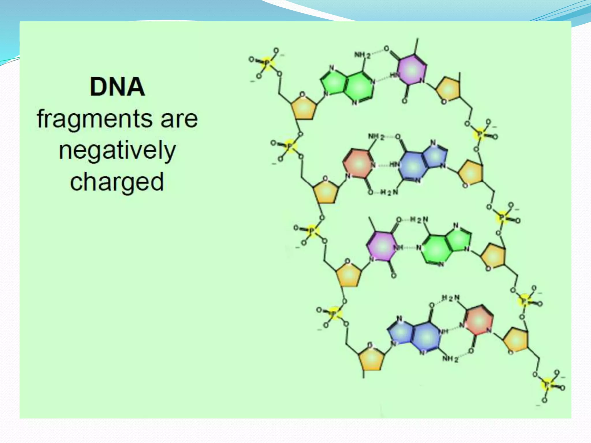 Elektroforesa ppt.pptx