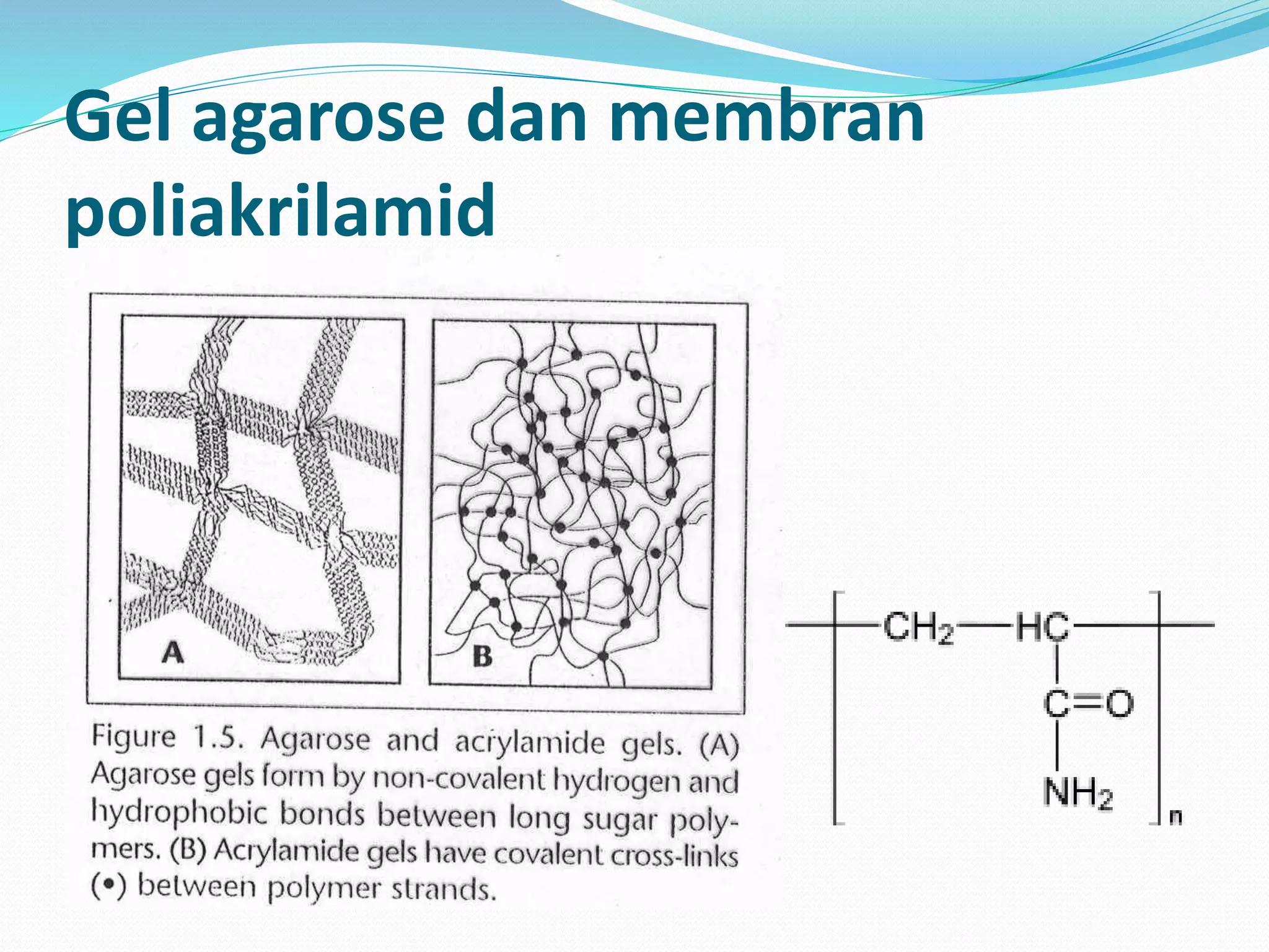 Elektroforesa ppt.pptx