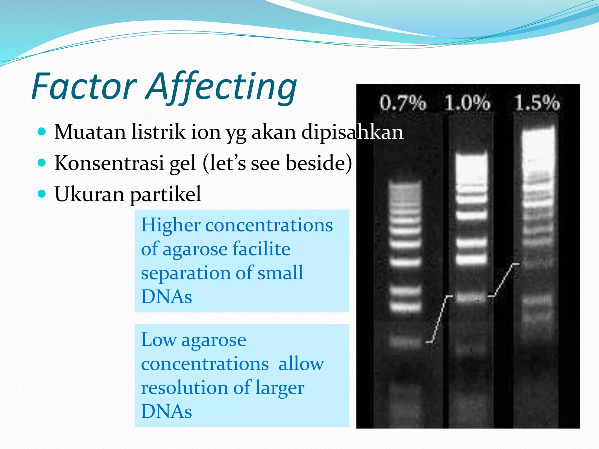 Elektroforesa ppt.pptx