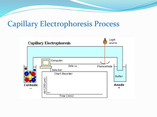 Elektroforesa ppt.pptx