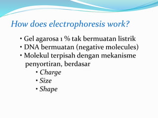 Elektroforesa ppt.pptx