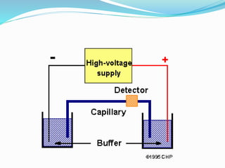 Elektroforesa ppt.pptx