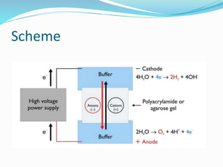 Elektroforesa ppt.pptx