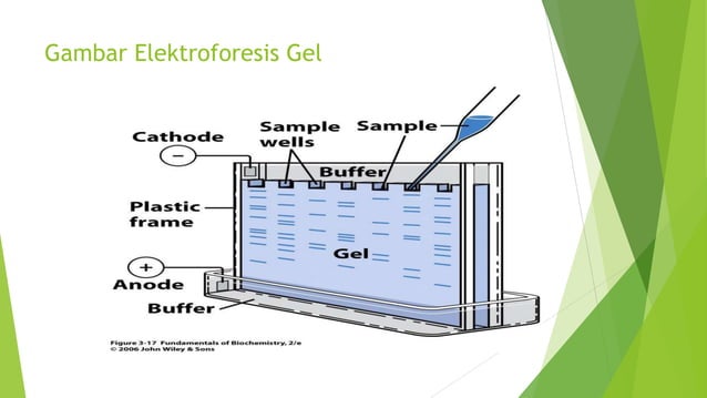 Elektroforesis bahan presentasi | PPTX